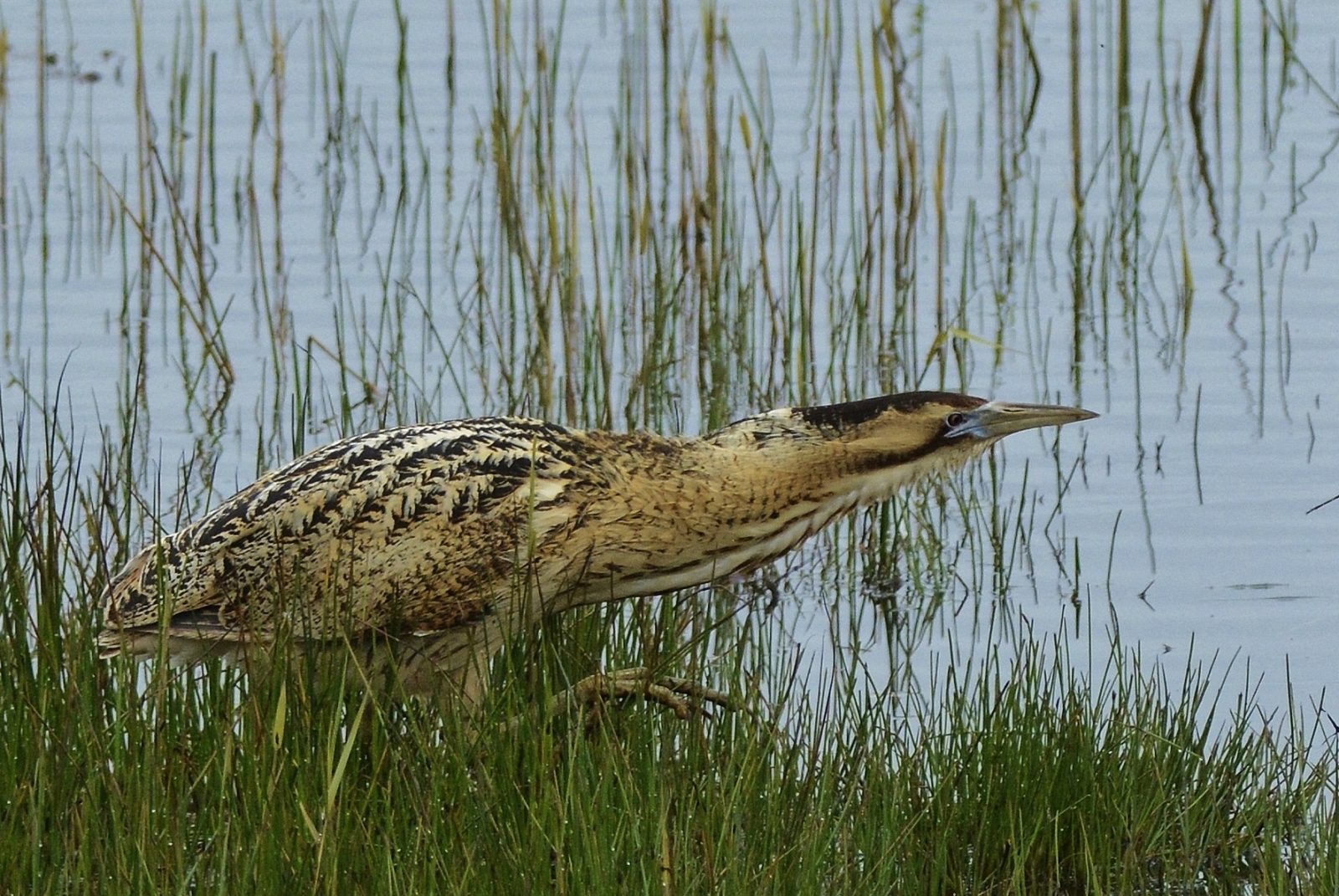 Norfolk Wildlife Trust Case Study | Breakwater IT | Norwich, Norfolk